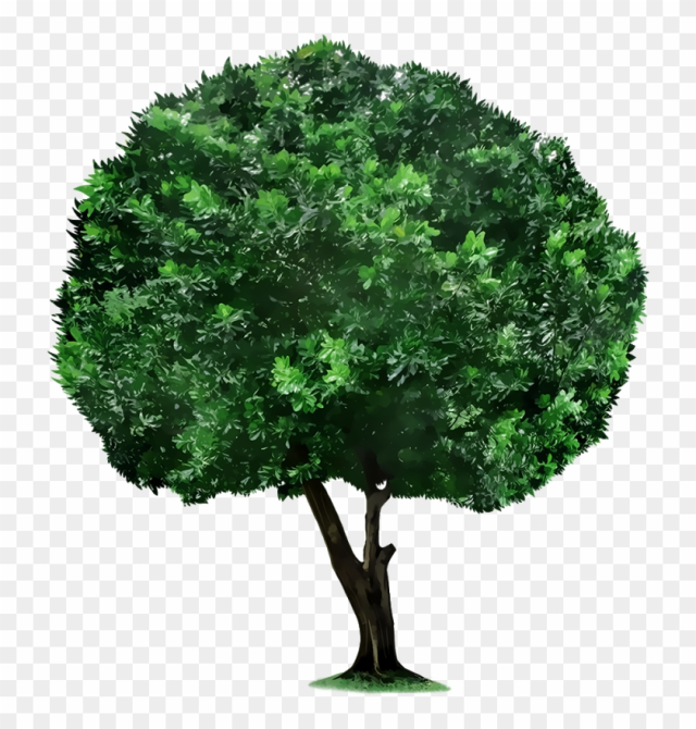 Free: Tree Picsart Photo Studio Plant Clip Art - Tree Picsart Photo ...