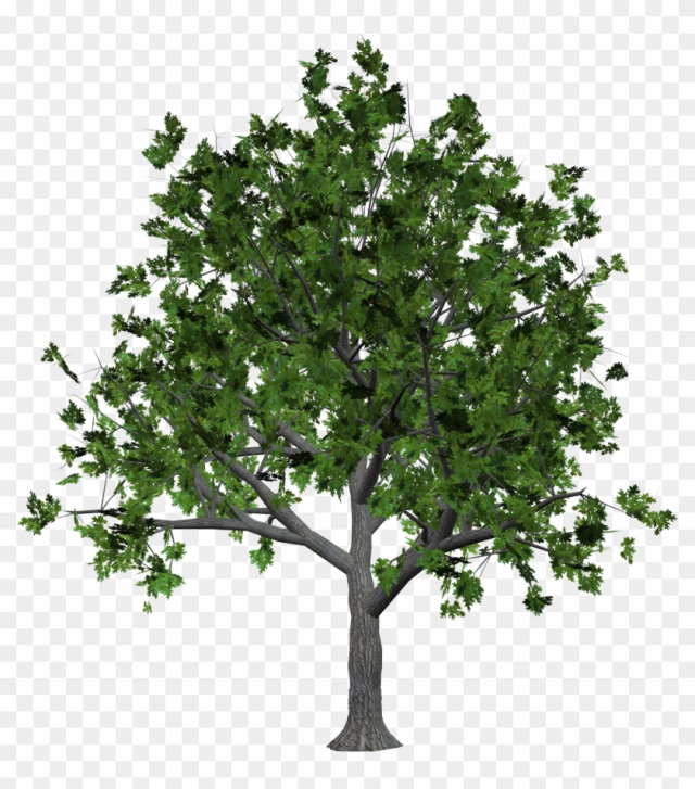 Free: Tree Png Image - Wood Tree Png - nohat.cc