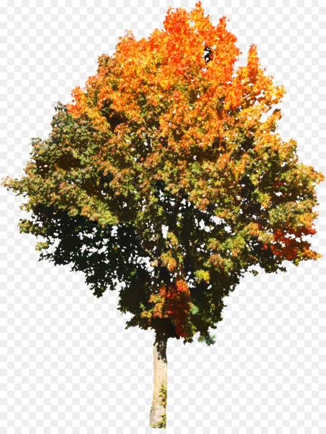 Free: Tree, Red Maple, Shrub, Flowering Plant PNG - nohat.cc