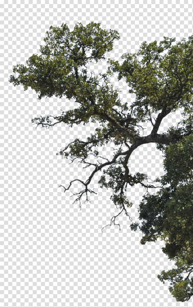 Free: Tree side png 2 » PNG Image - nohat.cc