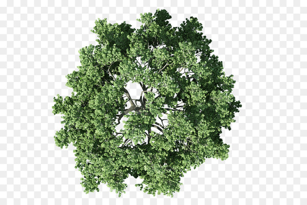 Free: Tree Site plan Architecture - mango tree - nohat.cc