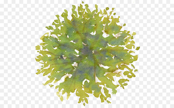 Free: Tree Site plan Drawing - Tree Png Top - nohat.cc