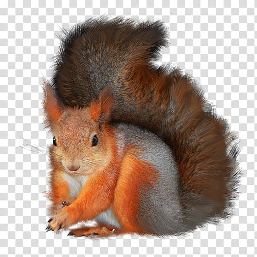 Free: Tree squirrels , others transparent background PNG clipart - nohat.cc