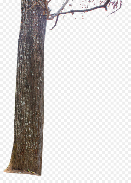 Free: Tree stump Trunk Branch - tree trunk - nohat.cc