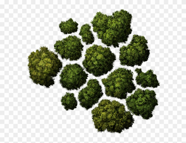 Free: Tree Top Png - Trees Png Top View - nohat.cc