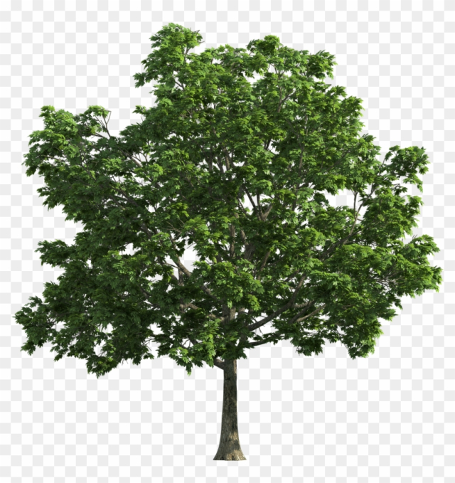 Free: Tree Transparent Png Clip Art - Oak Tree Transparent Background ...