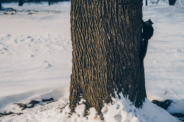 Free: Tree Trunk With Squirrel In Snow - nohat.cc
