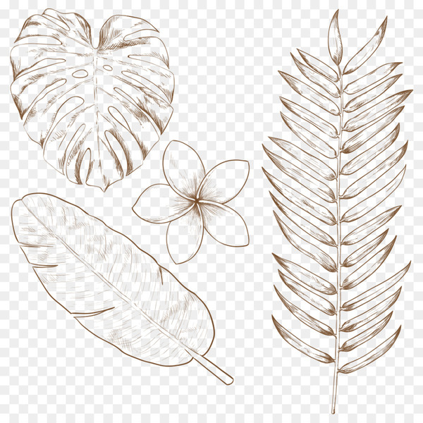 Free: Tropics Drawing Leaf - Tropical plants - nohat.cc