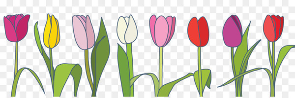 Free: Tulip, Spring, Bulb, Flower PNG - nohat.cc