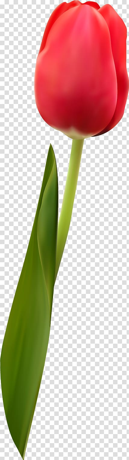 Free: Tulip Watercolor painting, Tulip 36 transparent background PNG ...