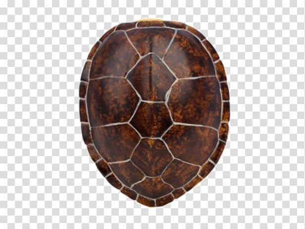 Free: Turtle Shell Transparent Image - nohat.cc