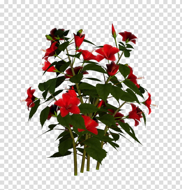 Free: TWD Hibiscus Flowers, red petaled flowers transparent background ...