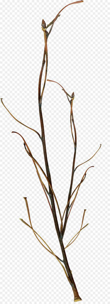 Free: Twig Branch Leaf - twigs - nohat.cc