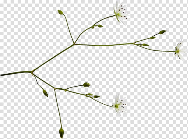 Free: Twig Grasses Plant stem Line Leaf, line transparent background ...
