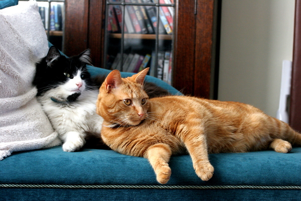 Free: two_cats.JPG - nohat.cc