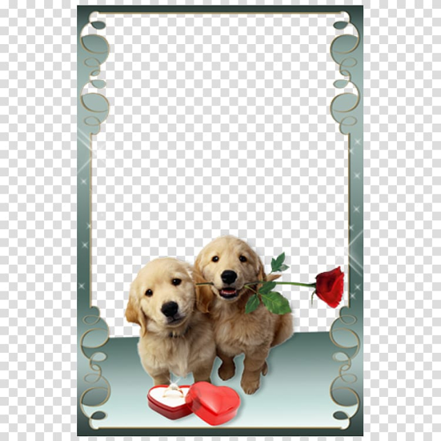 Free: Two golden Labrador puppies, Love Frames frame Android, Puppy ...
