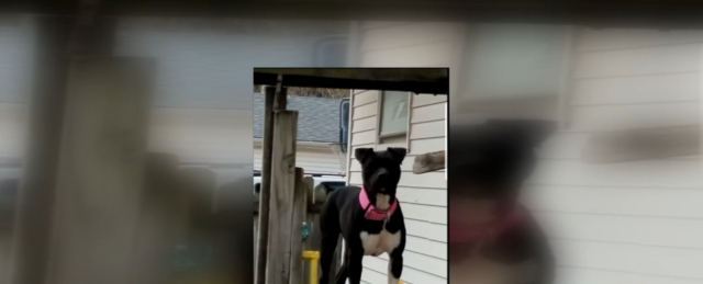 Free: Two Springfield dogs shot and killed in 30 days, officers explain ...