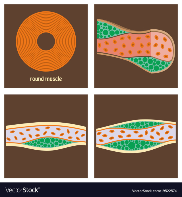 Free: Types of muscle tissue of human body diagram vector image - nohat.cc