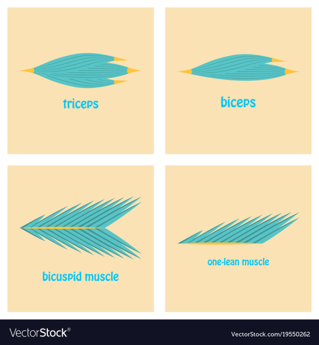 Free: Types of muscle tissue of human body diagram vector image - nohat.cc