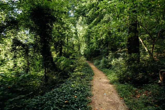 Free: Unpaved Pathway Between Green Trees and Plants - nohat.cc