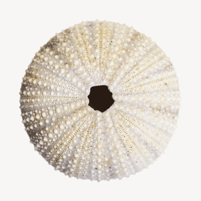 Free: Urchin shell, isolated animal image | Free PSD - rawpixel - nohat.cc