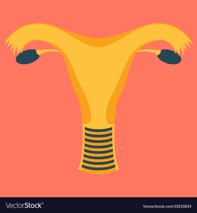 Free: Uterus human internal organs flat vector image - nohat.cc