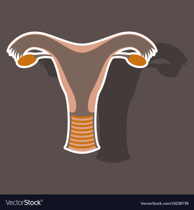 Free: Uterus human internal organs sticker vector image - nohat.cc