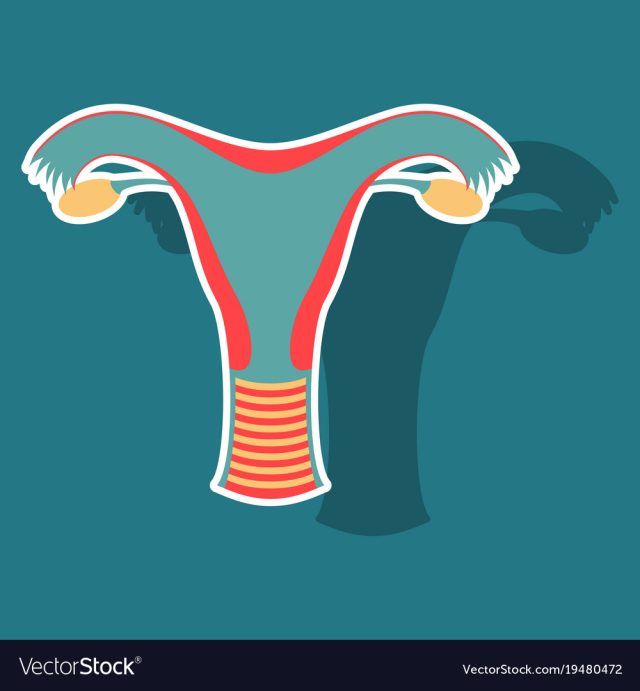Free: Uterus human internal organs sticker vector image - nohat.cc