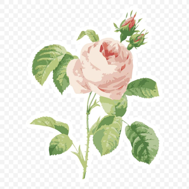 Free: Vectorized cabbage rose flower sticker with white border design ...