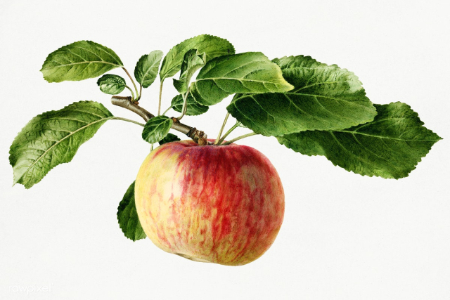 Free: Vintage apple illustration. Digitally enhanced illustration from ...