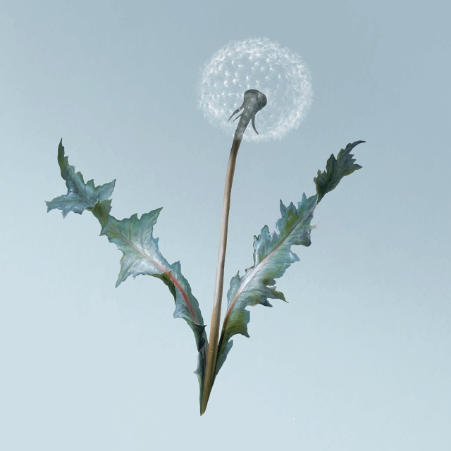 Free: Vintage flower sticker, Dandelion illustration, | Free Vector ...