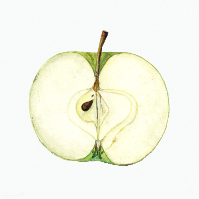 Free: Vintage green apple illustration. Digitally enhanced illustration ...