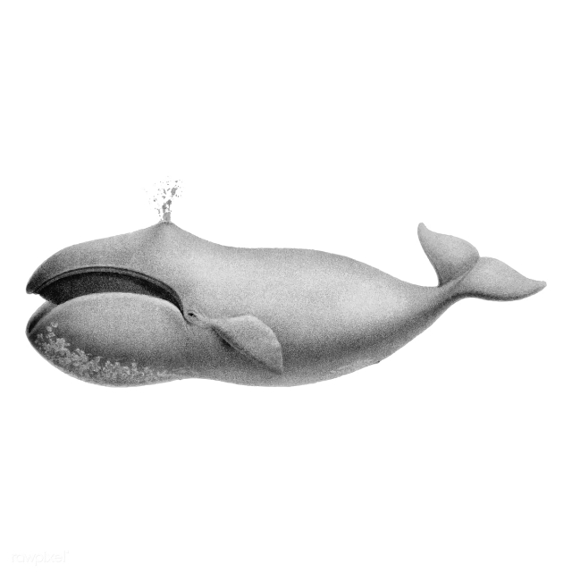 Free: Vintage illustrations of Bowhead whale | Free stock vector ...