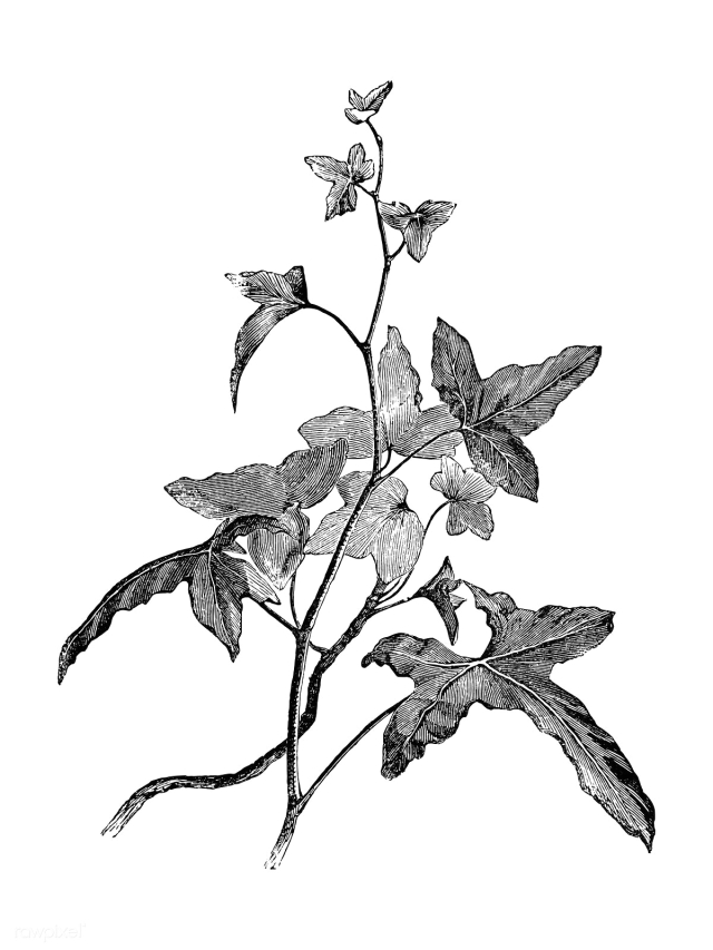 Free: Vintage plants and leaves illustration | Free stock vector ...