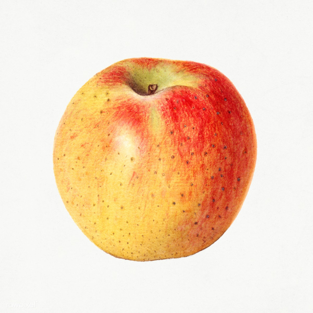 Free: Vintage red apple illustration. Digitally enhanced illustration ...