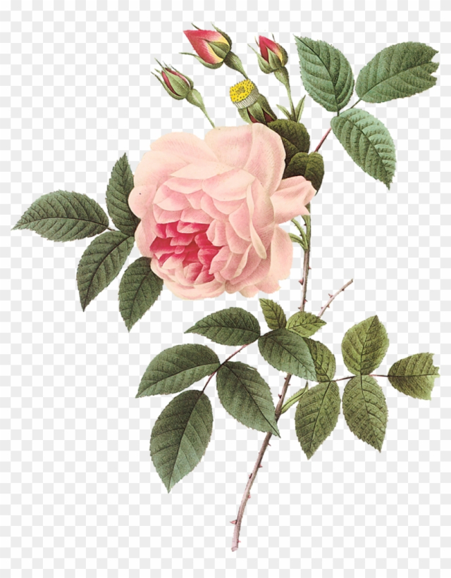 Free: Vintage Rose Botanical Illustration - Vintage Rose Botanical ...