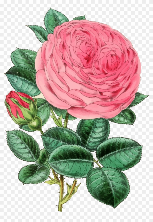 Free: Vintage Rose Illustration 2 - Rose Pink Png Vintage - nohat.cc
