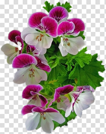 Free: Violet File - nohat.cc