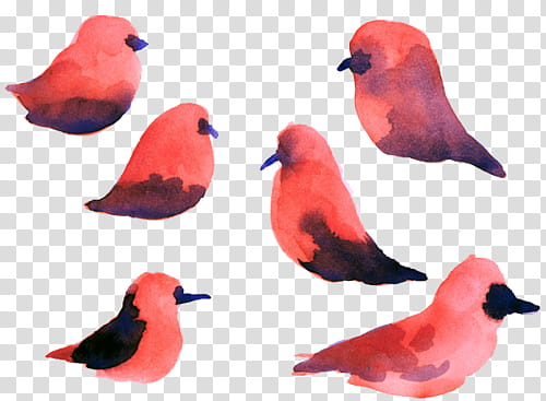 Free: Watercolor Bird s, six red birds transparent background PNG ...