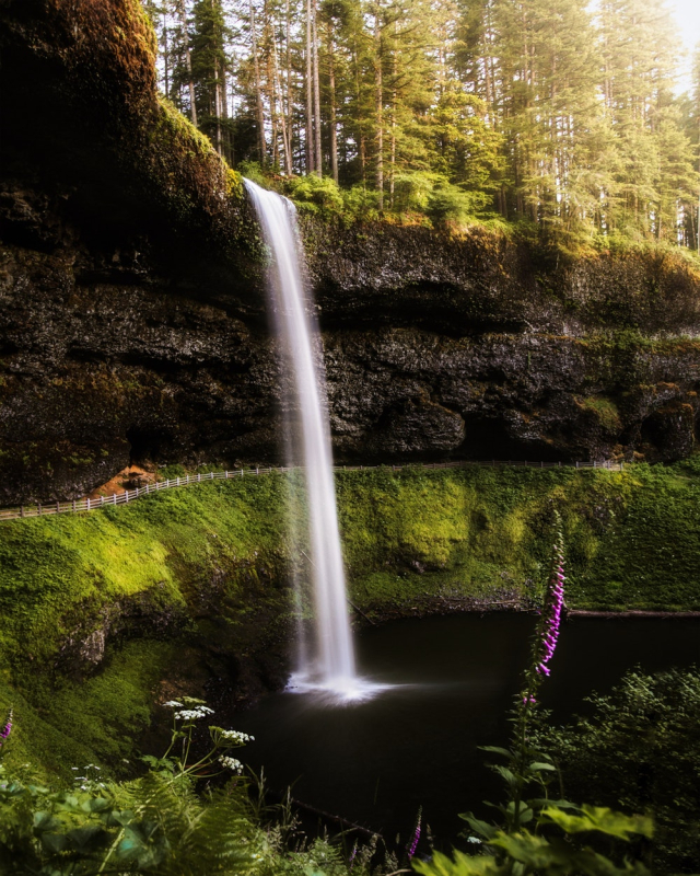 Free: Waterfalls Surrounded by Trees - nohat.cc