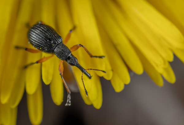 Free: Weevil Closeup Photography - nohat.cc