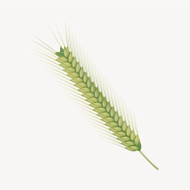 Free: Wheat branch sticker, botanical illustration | Free PSD ...