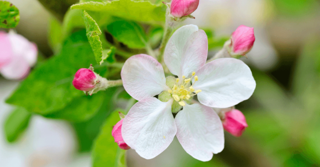 Free: When Do Apple Trees Bloom? Everything You Need to Know - nohat.cc