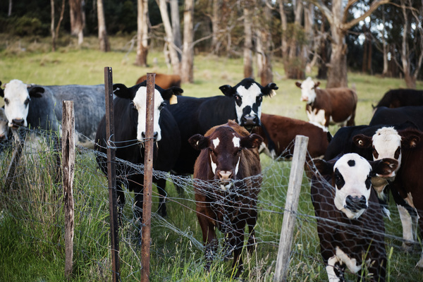 Free: White and Black Kettles - nohat.cc