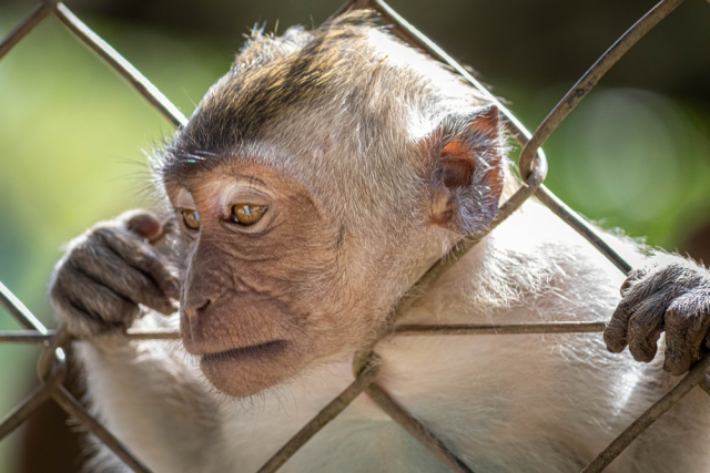 Free: White and Brown Monkey Holding on Cyclone Fence Macro Photography ...