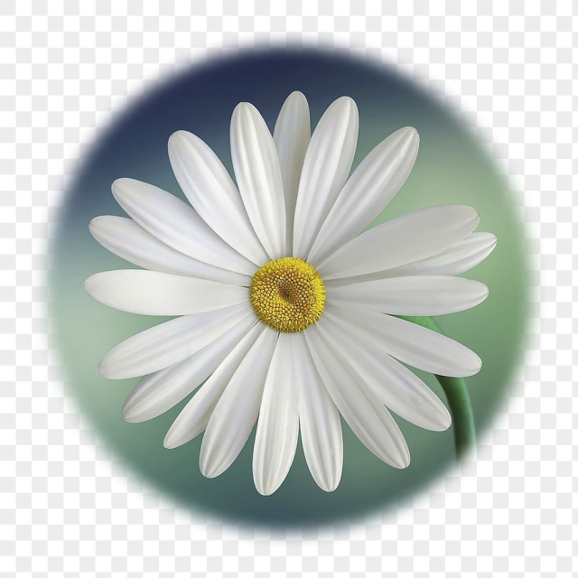 Free: White daisy png flower badge | Free PNG - rawpixel - nohat.cc