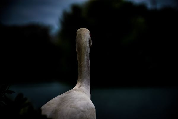 Free: white long-neck animal photography - nohat.cc