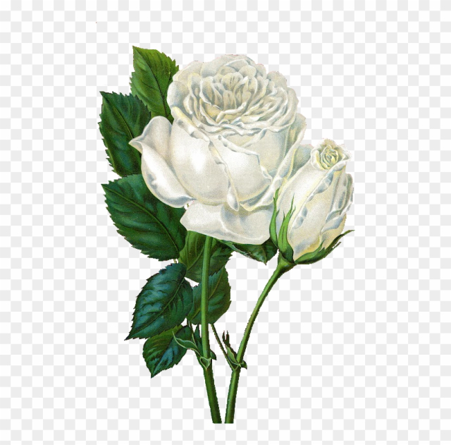 Animated White Rose