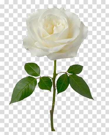 Free: White rose, Single White Rose transparent background PNG clipart ...