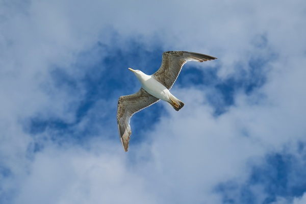 Free: White Seagull - nohat.cc